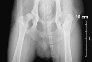 Artroplastia híbrida de cadera en perros - www.doogweb.es