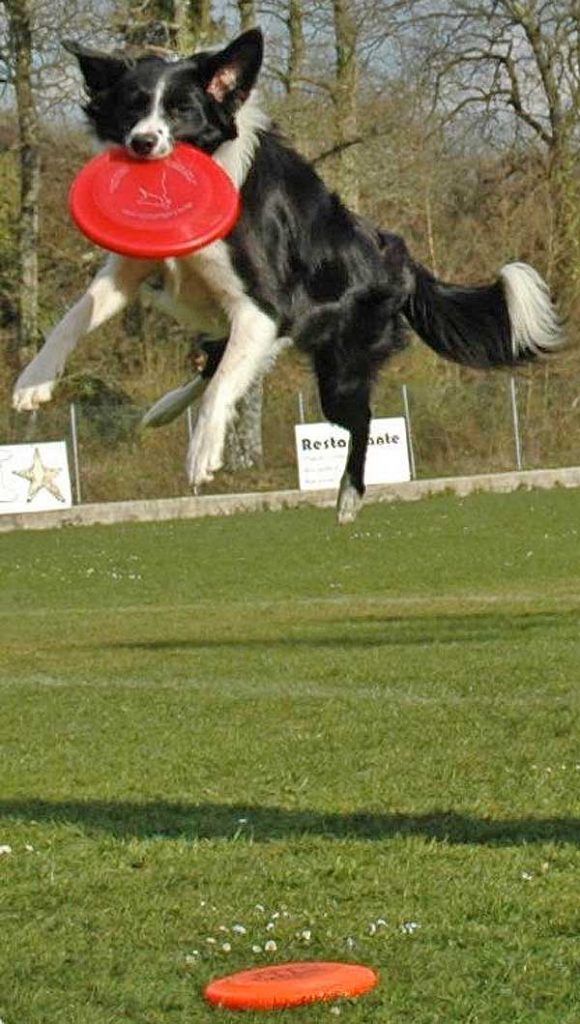 Iniciación al Disc Dog, perros que disfrutan sin obsesiones - www ...