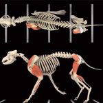 El movimiento del perro (estudio científico) - www.doogweb.es