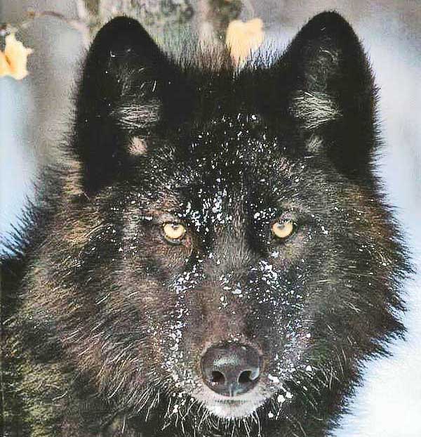 Orígenes y legado genético de los perros prehistóricos - www.doogweb.es