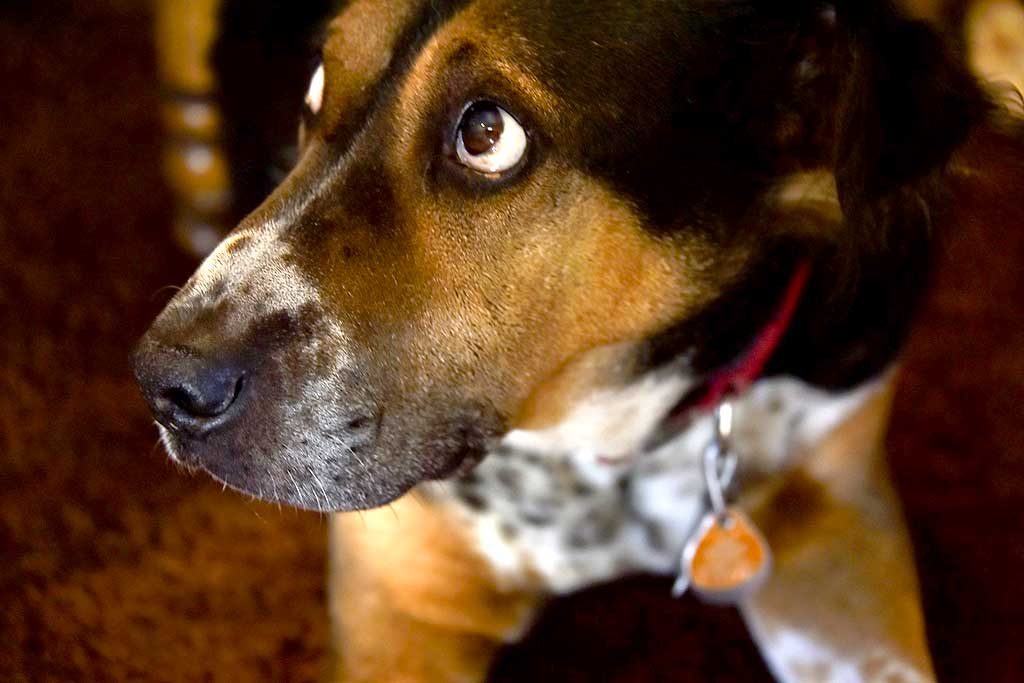 Miedos en perros... ¿soluciones? - www.doogweb.es