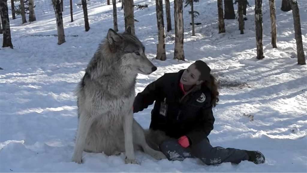 Estudiando a los lobos - www.doogweb.es
