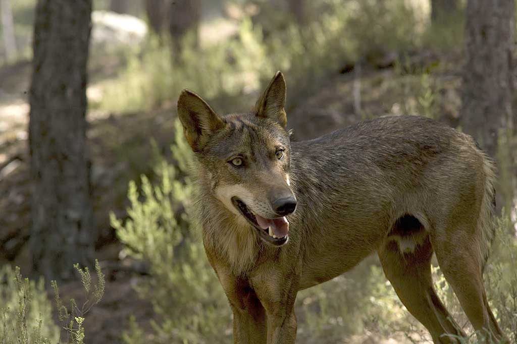 Híbridos de lobo con perro, en busca de soluciones - www.doogweb.es