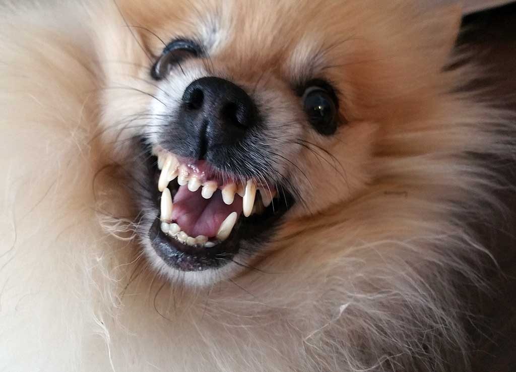 Los gruñidos de los perros ¿qué información aportan? - www.doogweb.es