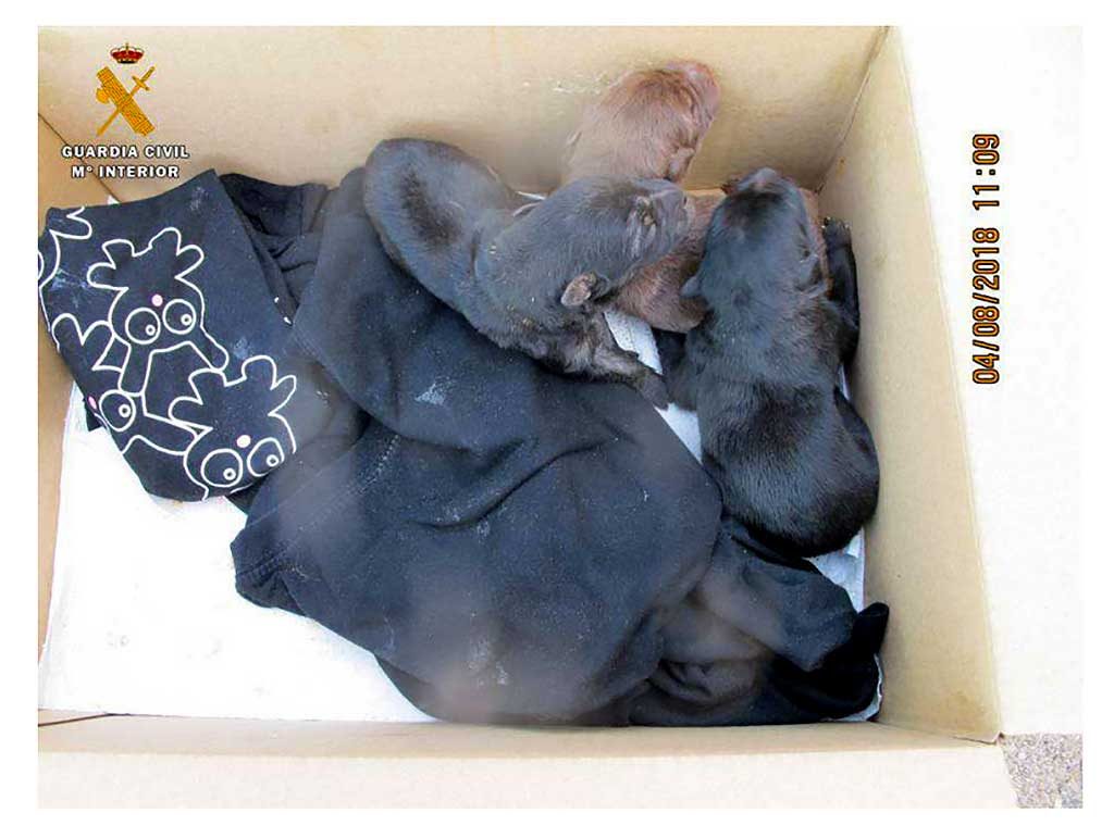 Cuatro cachorros de perro en el interior de un saco cubiertos por ...