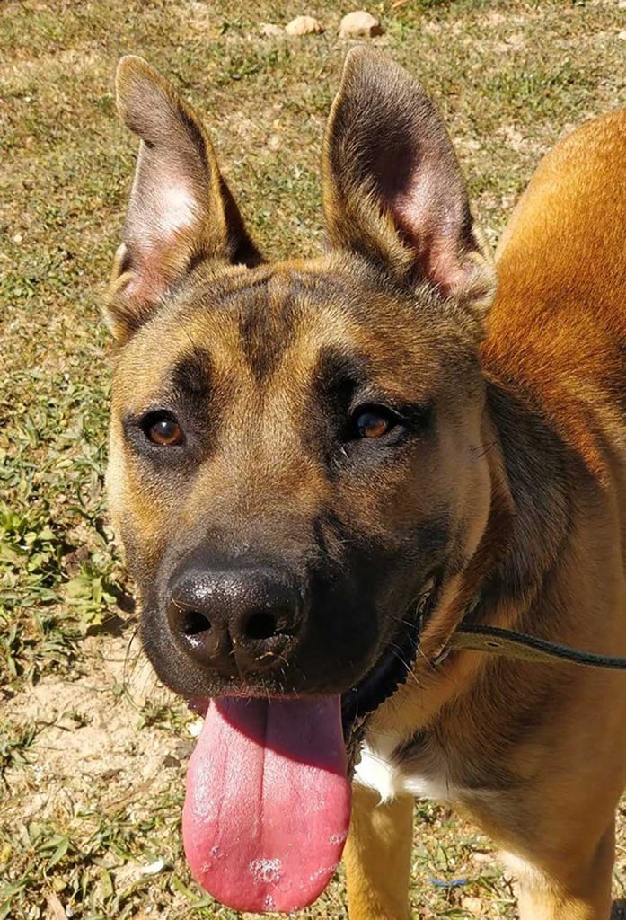 SOS Animal Mallorca recibe 200 € de Specsavers Ópticas Santa Ponça ...