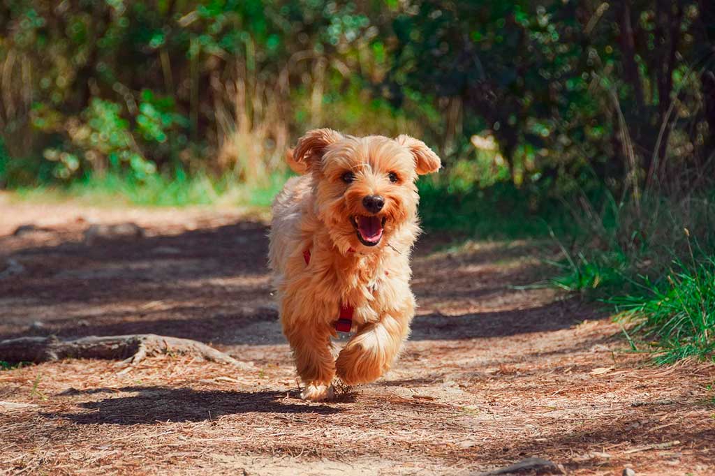 World Dog Show 2022 Todo Preparado Www doogweb es